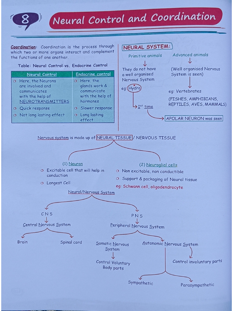 Neural Control and Coordination Zoology Med Easy | PDF