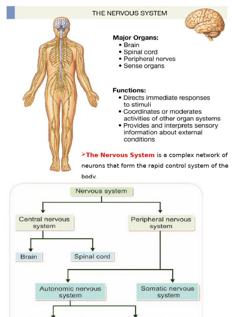 Nervous System Overview and Functions | PDF | Neuron | Myelin