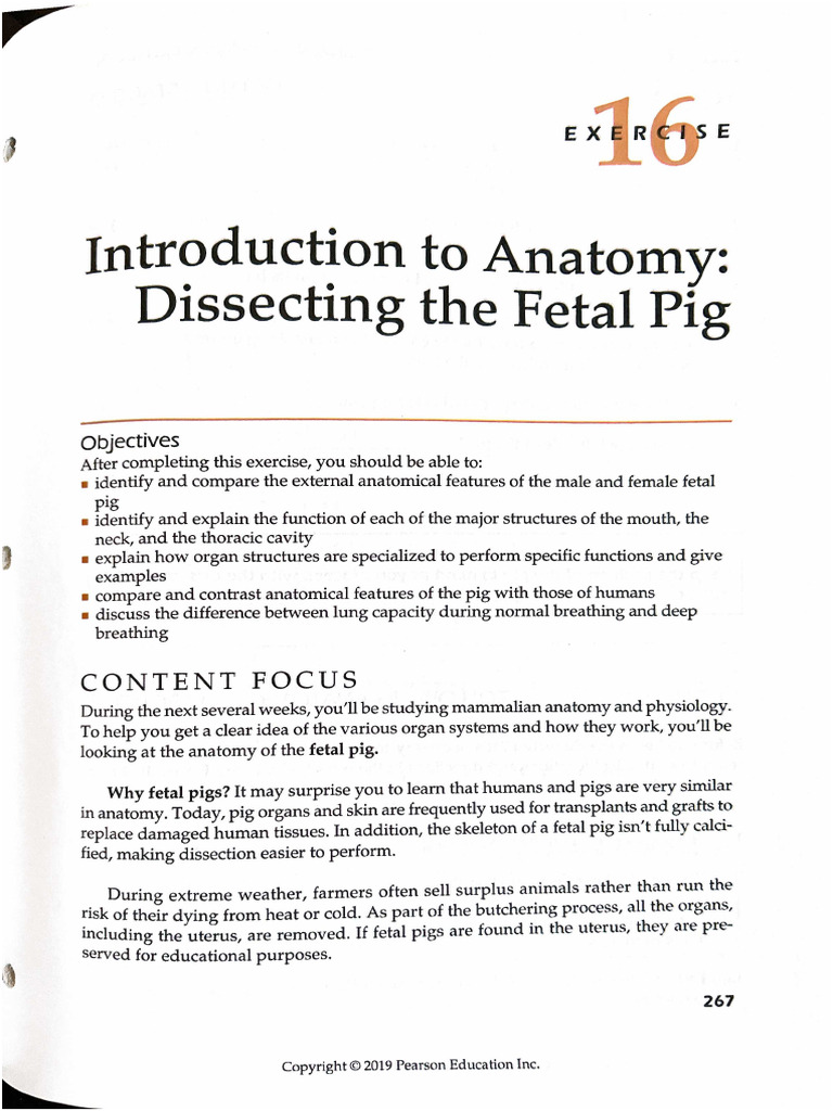 Pig Dissection | PDF