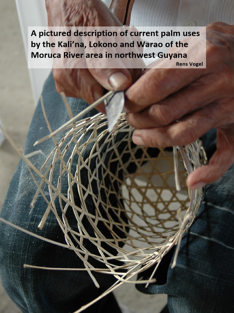 Palm Uses in Moruca Guyana | PDF | Coconut | Arrow