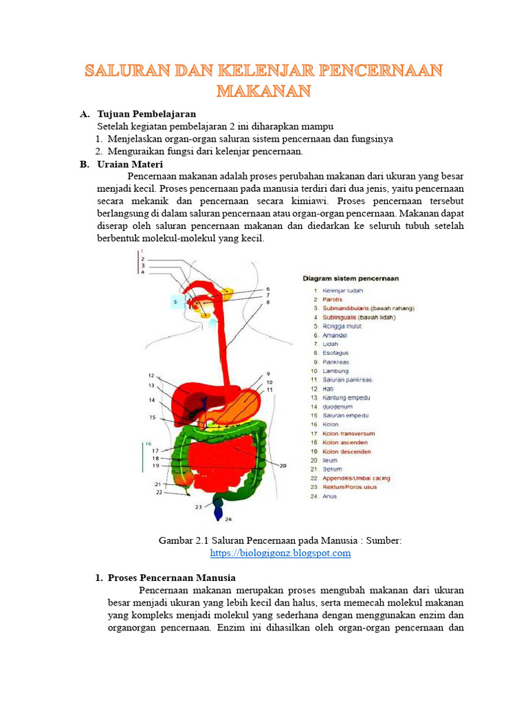 Materi Sistem Pencernaan Manusia | PDF