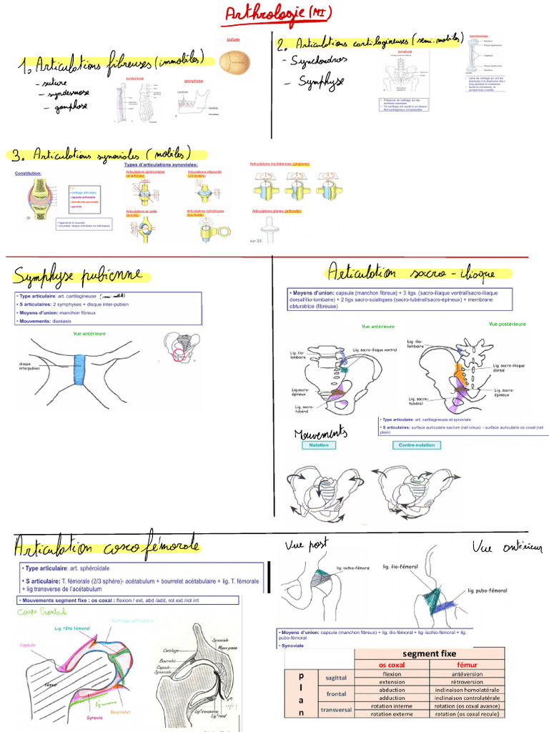 Types d'articulations et mouvements | PDF | Articulation (anatomie ...