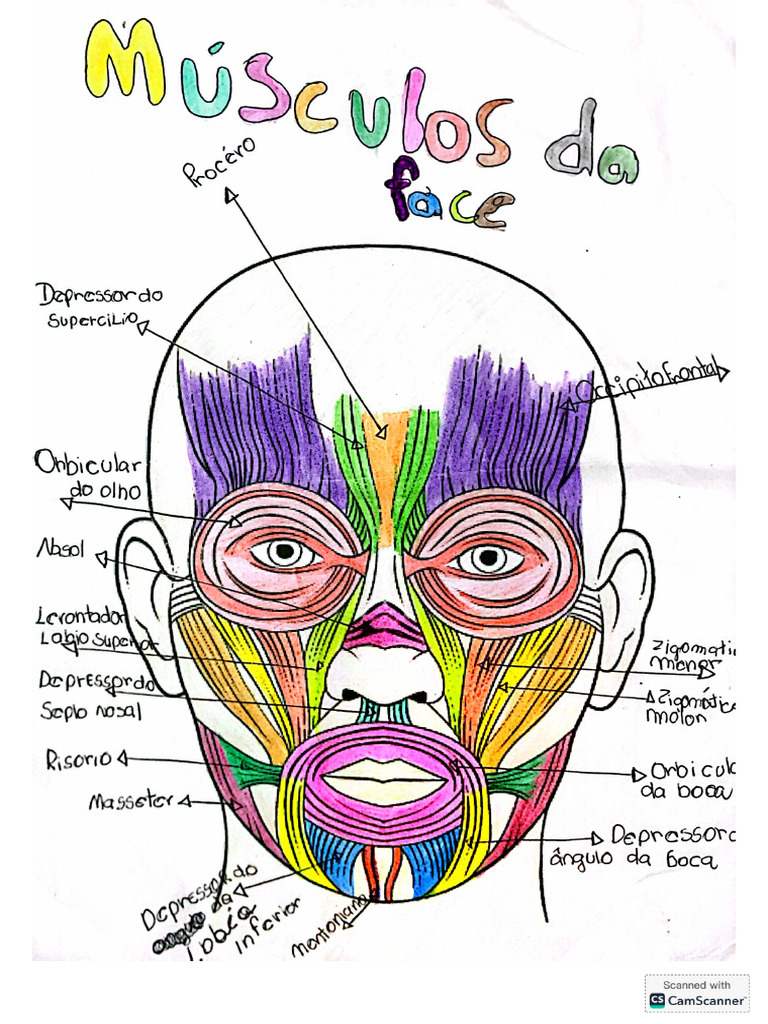 músculos da face | PDF