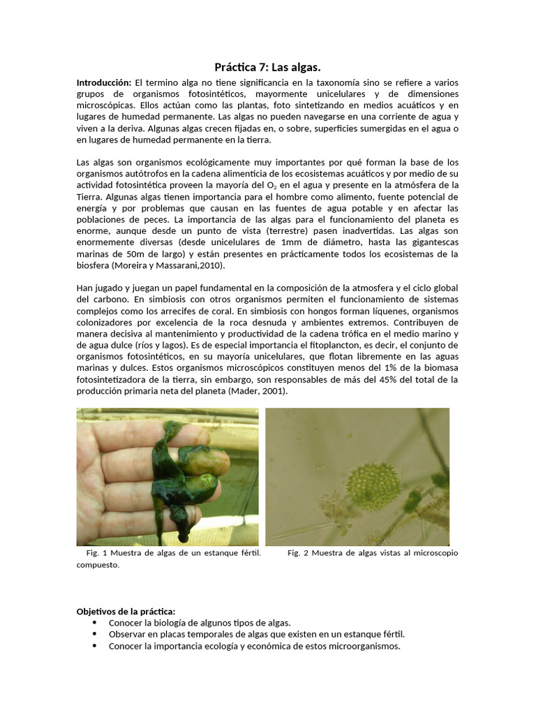 Práctica 7 Las Algas | PDF | Algas | Naturaleza