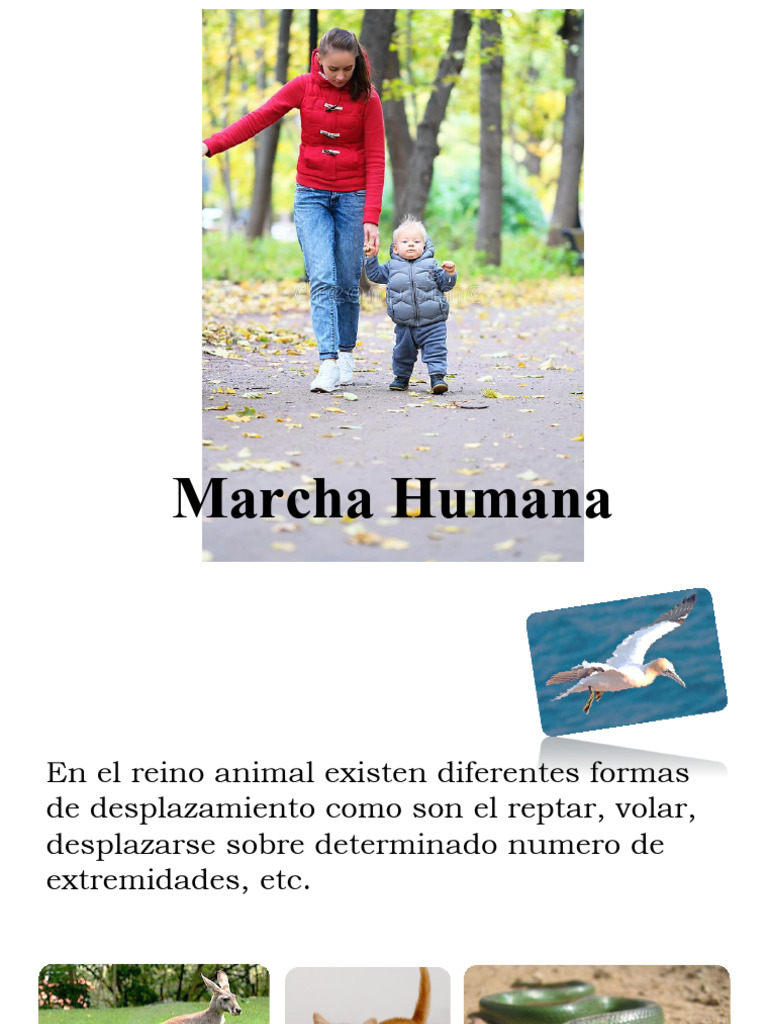 Marcha Bípeda: Evolución y Biomecánica | PDF | Bipedalismo | Pie