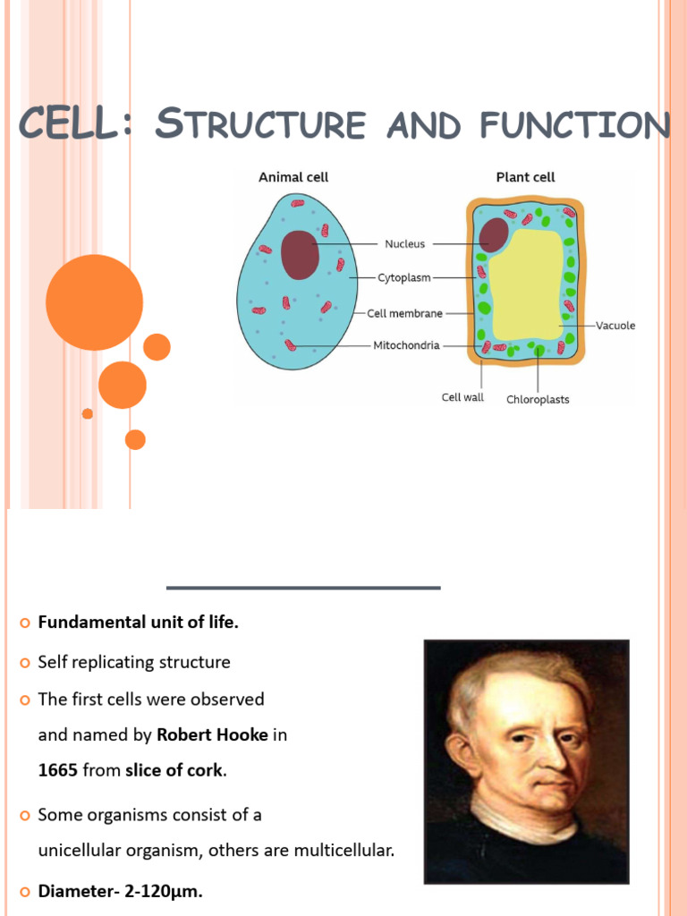 Cell .Function and Structure | PDF | Cell Nucleus | Cytoplasm