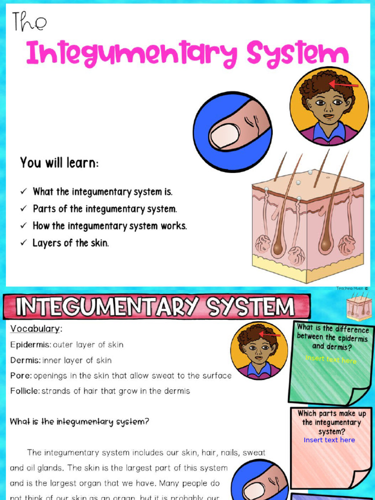 Integumentary System Reading-Cd65c3-2dccdc | PDF