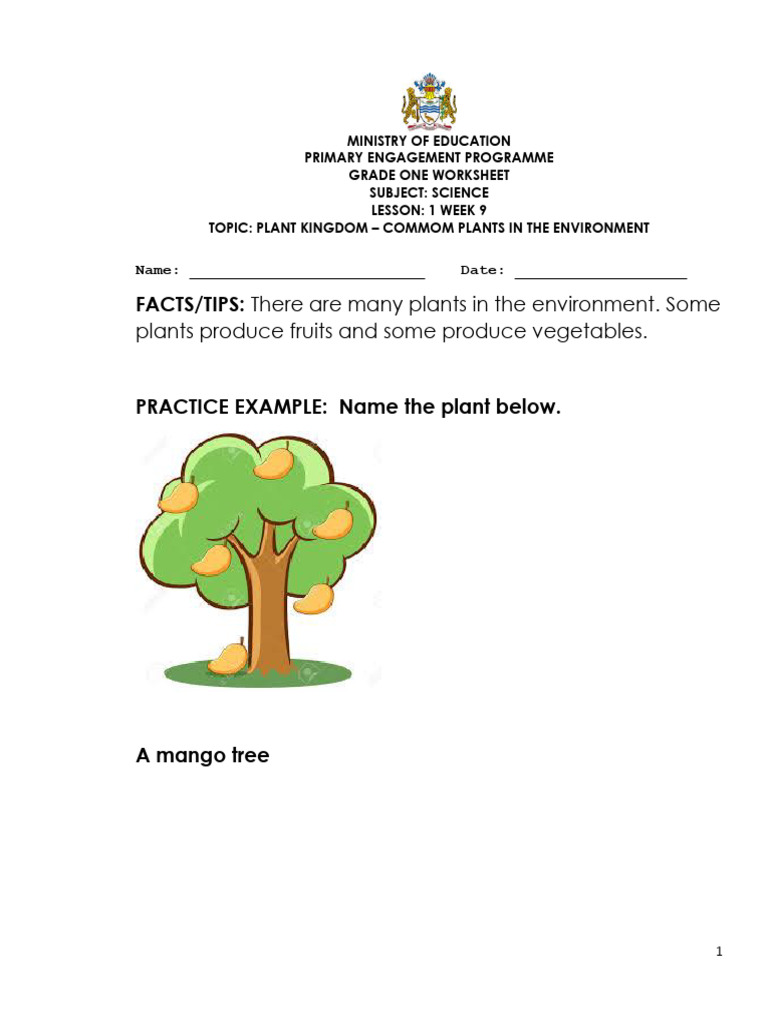 Grade One Science Worksheets: Plants | PDF | Plants | Flowers