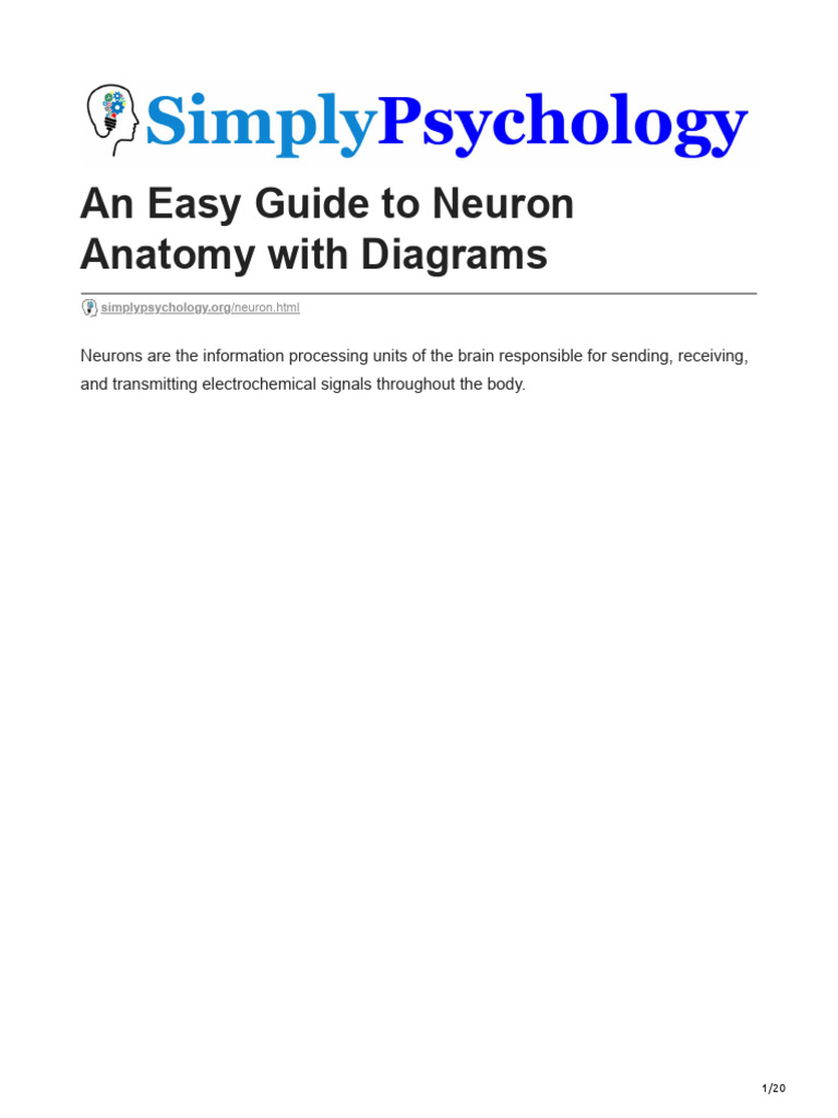 Neuron Anatomy Explained with Diagrams | PDF | Neuron | Axon