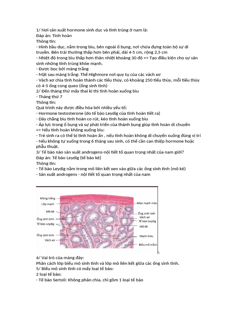 Mô Phôi SD Nam | PDF