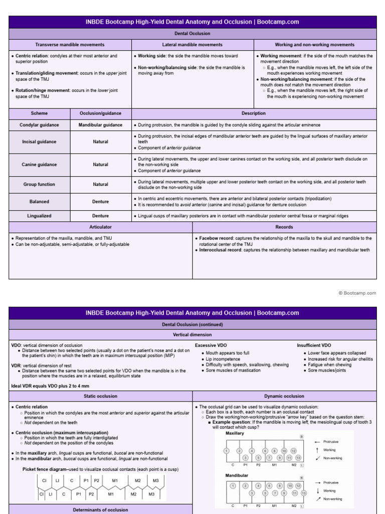 INBDE Dental Anatomy and Occlusion | PDF | Dental Anatomy | Dentistry