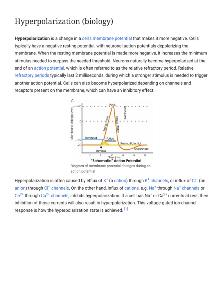 Understanding Hyperpolarization in Neurons | PDF | Action Potential ...