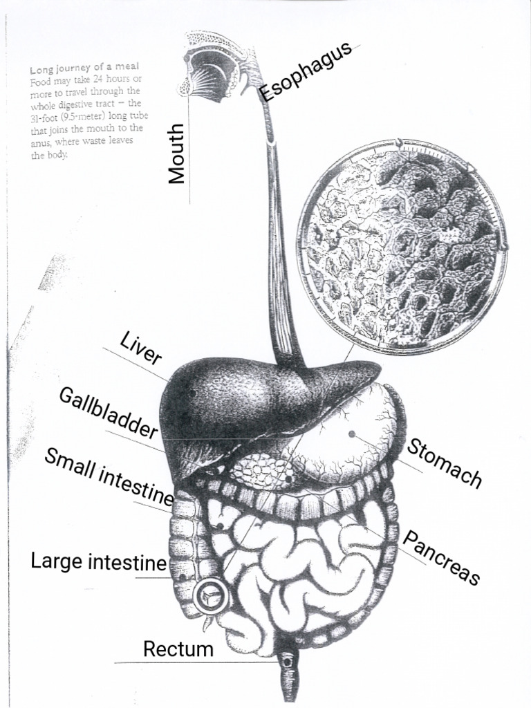 Prisha Nandedkar - Digestive Diagram | PDF