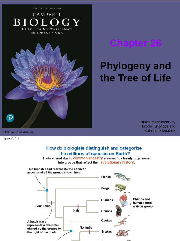 Unit 7 Phylogeny Textbook Slides | PDF | Phylogenetics | Phylogenetic Tree