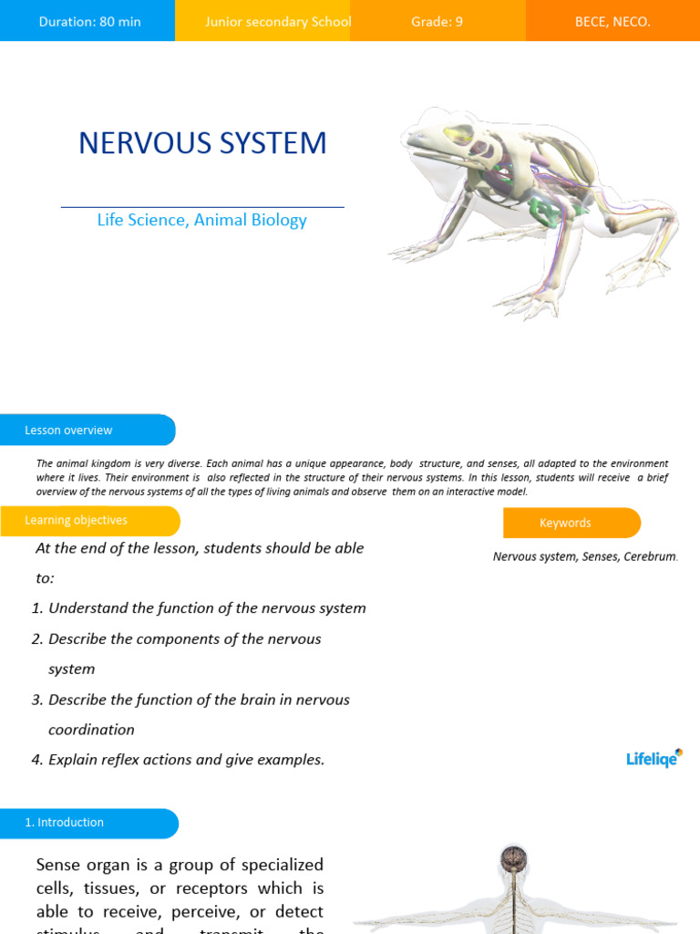 Overview of the Nervous System | PDF | Brain | Nervous System