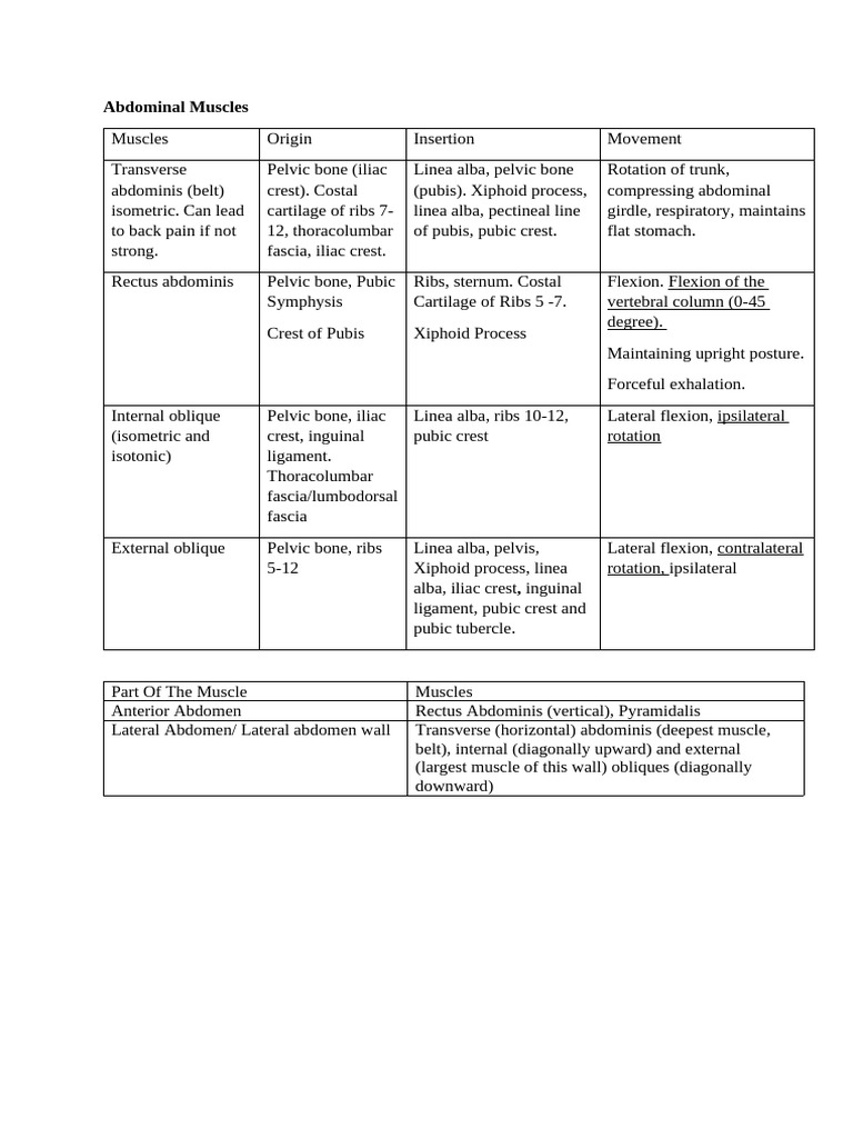 Anatomy of Abdominal Muscles | PDF