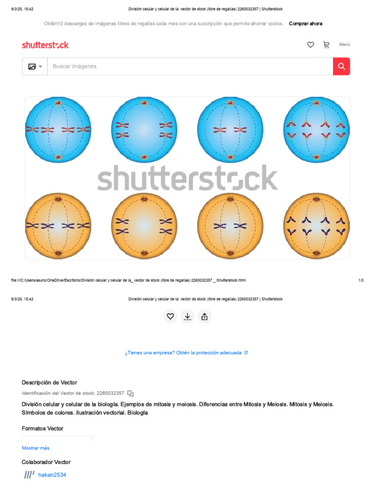 División Celular: Vector de Stock | PDF
