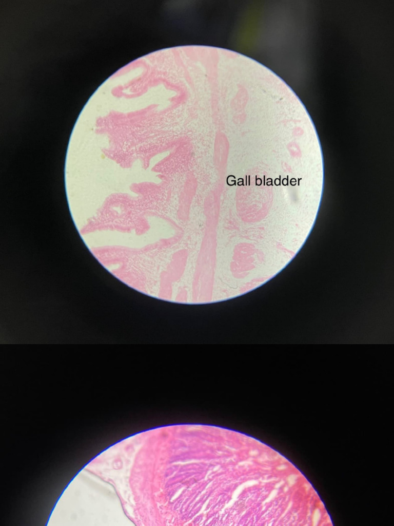 Histology Slides 1 2 | PDF