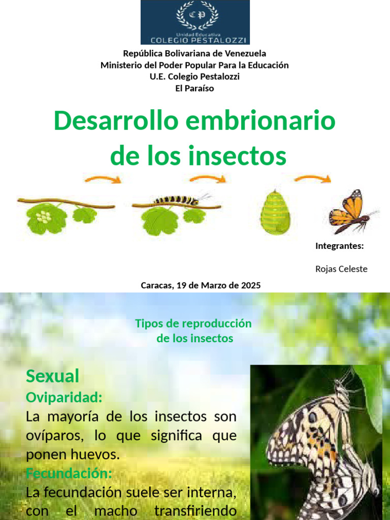 Desarrollo y Reproducción de Insectos | PDF