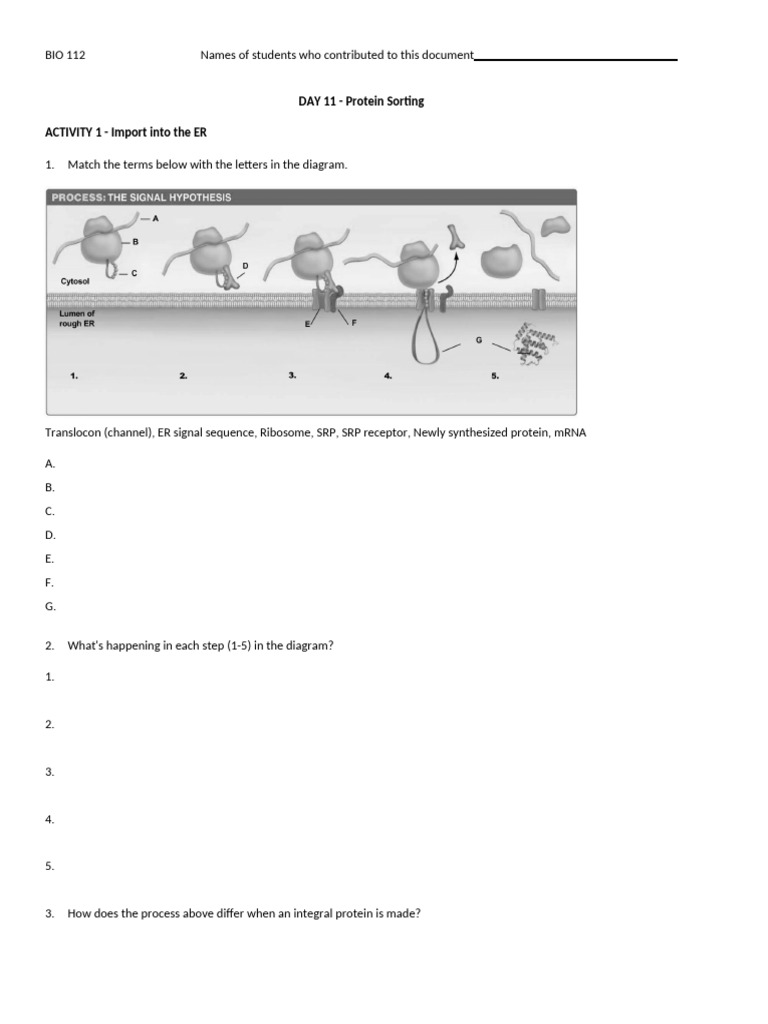 Protein Sorting in Cellular Biology | PDF