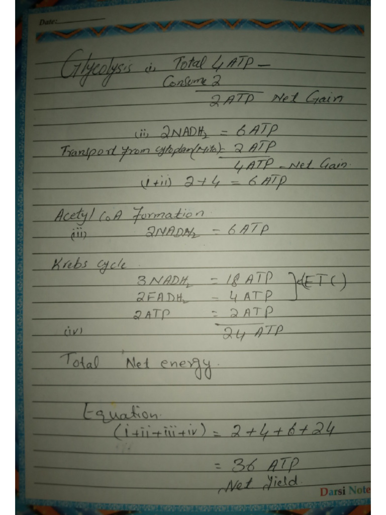 Glycolysis ATP Chart | PDF