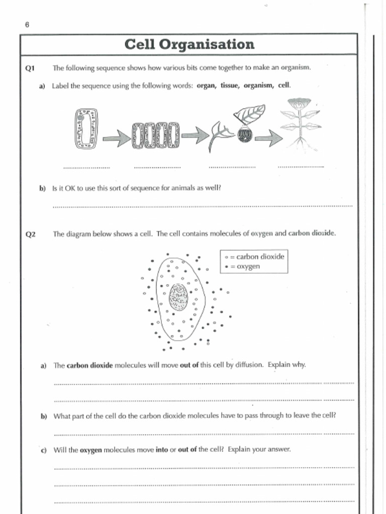 Cell Organisation | PDF