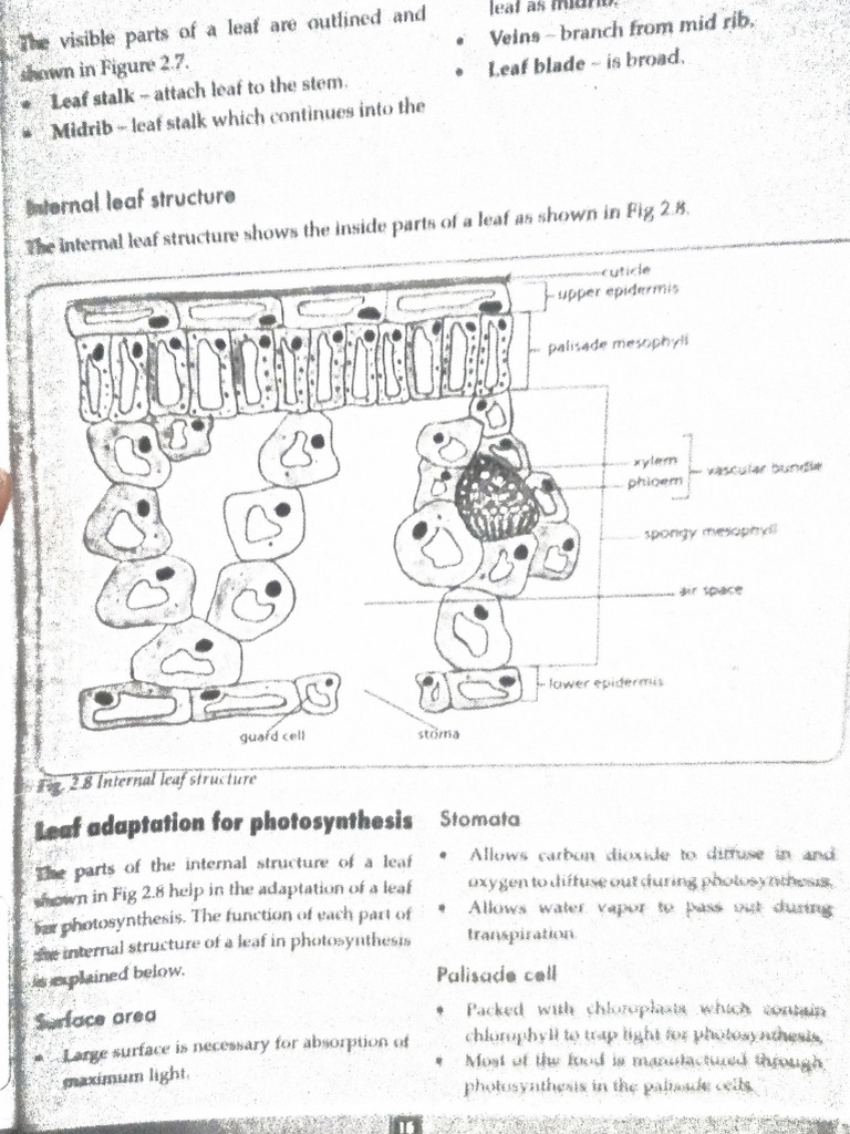 Internal Leaf Stucture | PDF