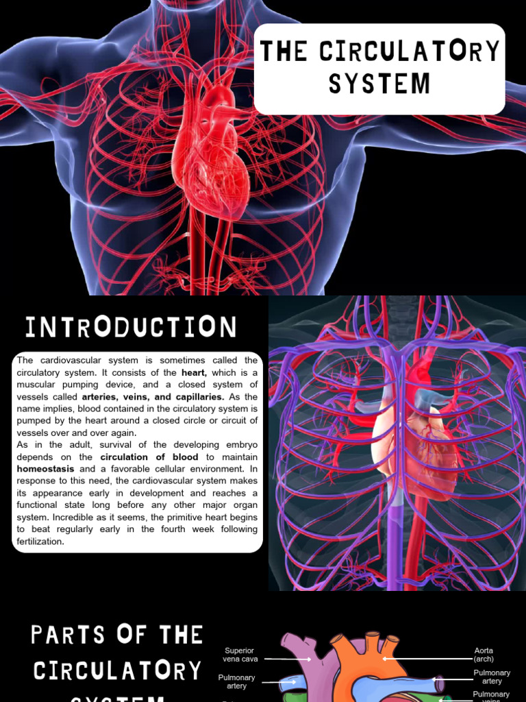 The Circulatory System 2324 | PDF | Heart | Heart Valve