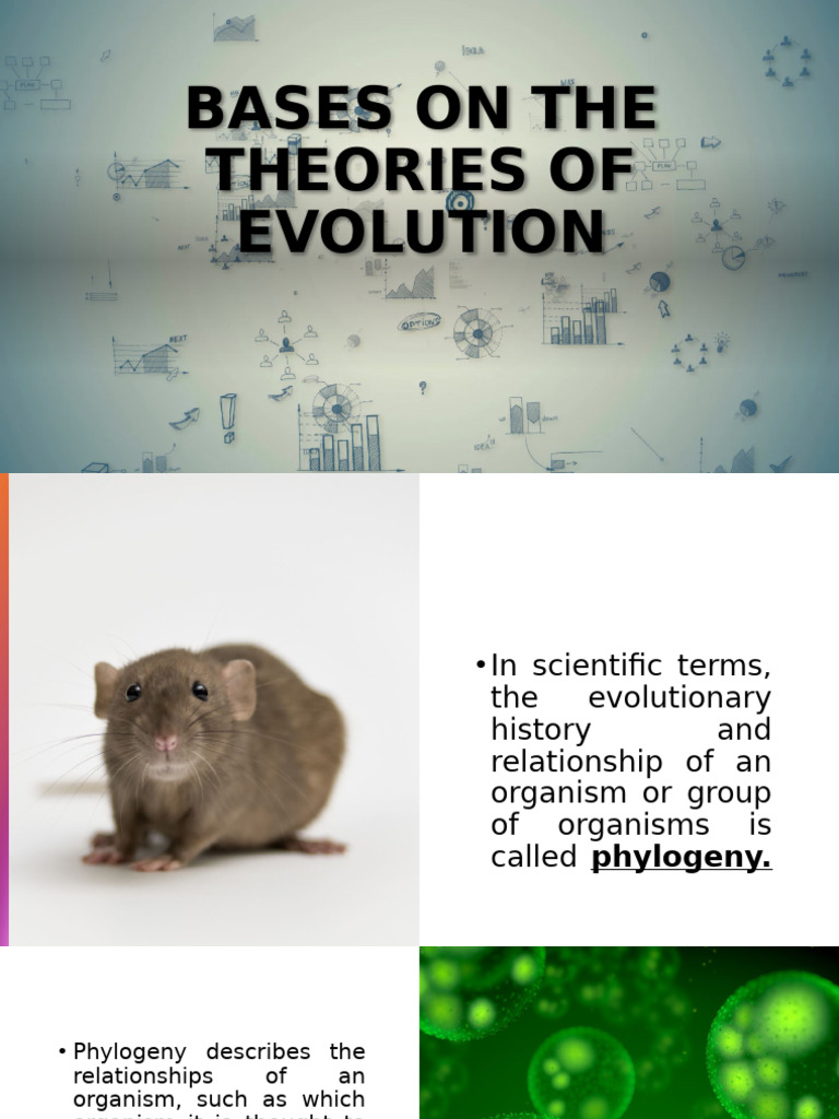 Bases On Theory of Evolution | PDF | Evolution | Phylogenetics