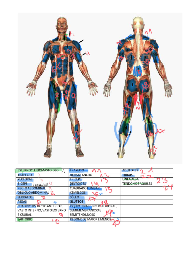 Anatomía de Músculos Esenciales | PDF