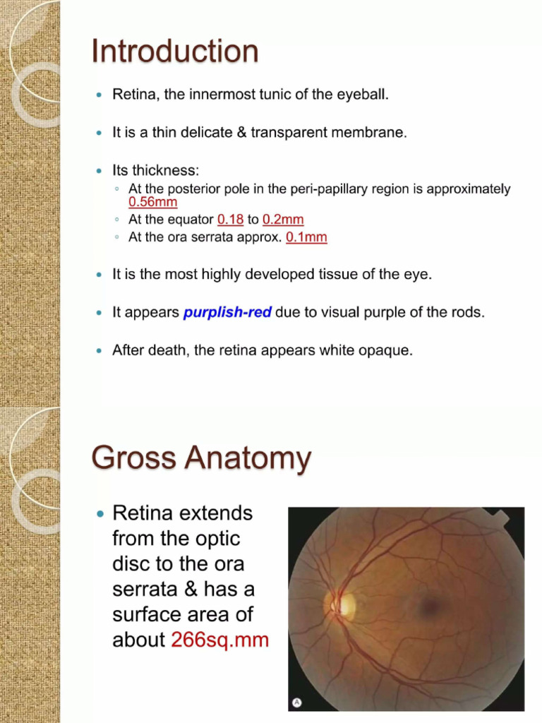 Anatomy of Retina | PDF