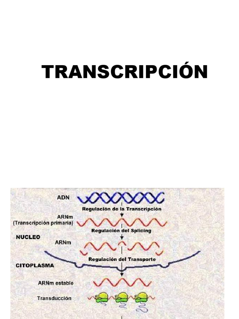 TRANSCRIPCION Y TRADUCCION | PDF | Traducción (biología) | Rna