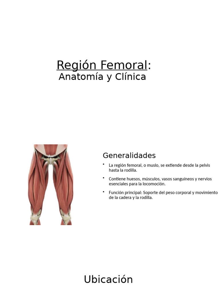 Region Femoral | PDF | Sistema musculoesquelético | Anatomía del miembro inferior