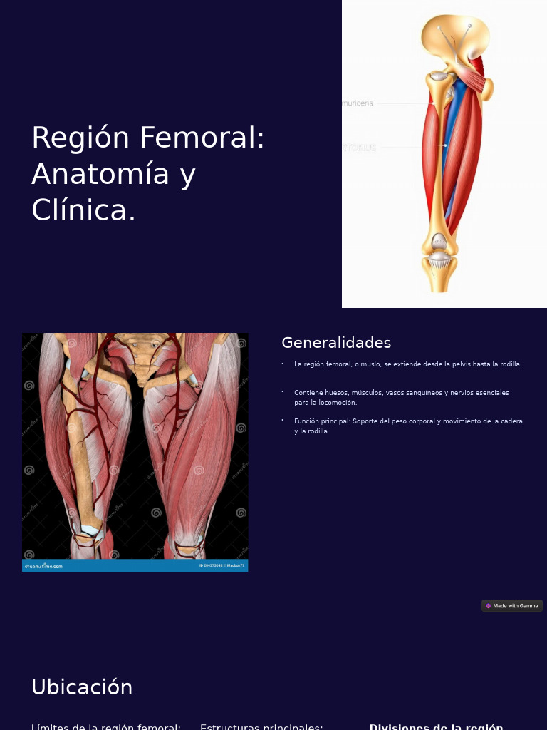 Region Femoral Anatomia y Clinica | PDF | Rodilla | Sistema musculoesquelético