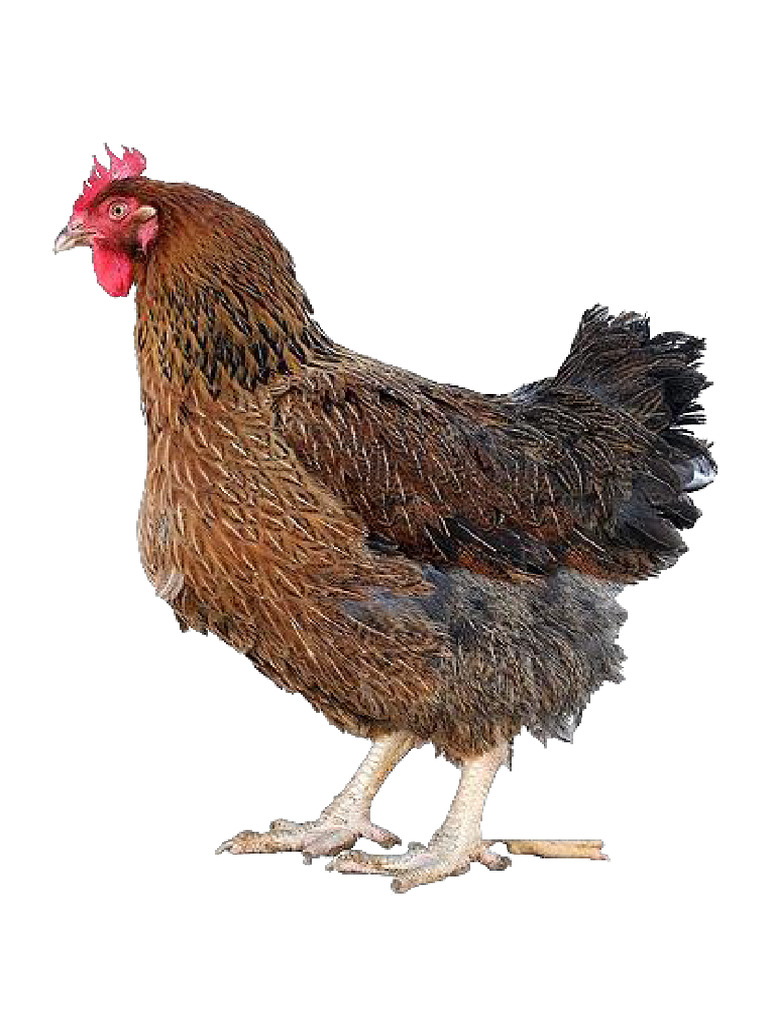 GALLINA | PDF