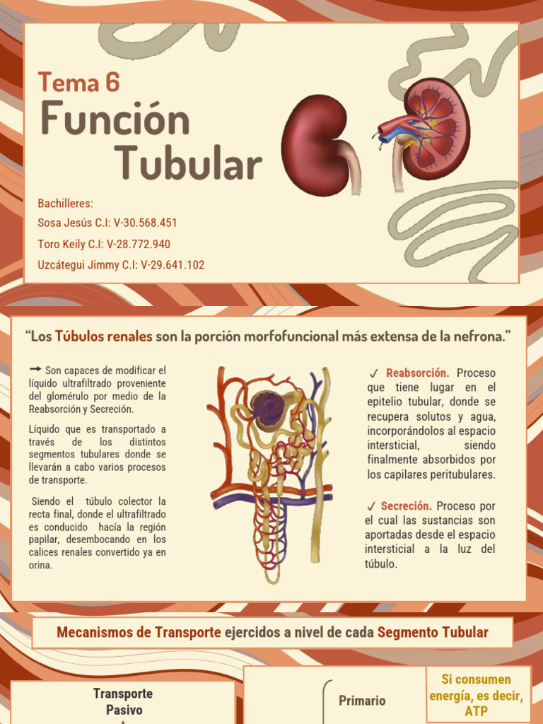 Función y Transporte en Túbulos Renales | PDF | Riñón | Orina