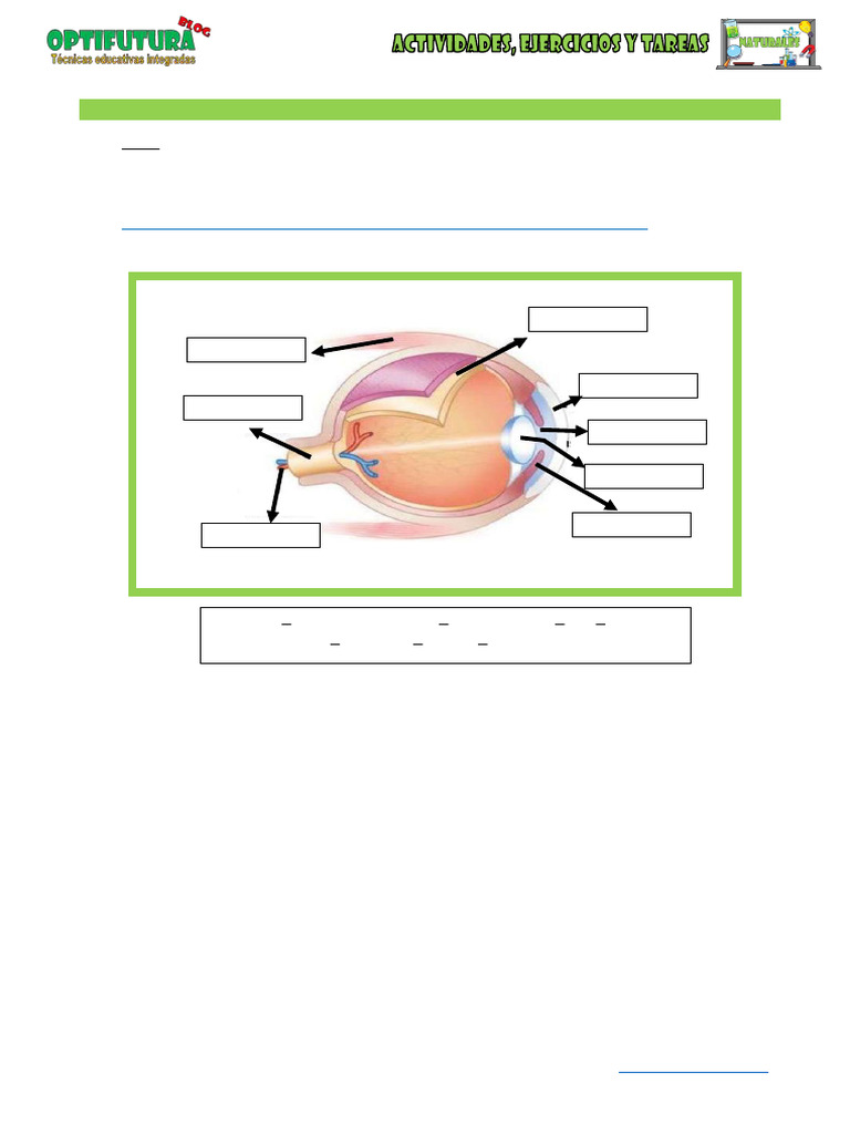 Partes del Ojo y Funciones Visuales | PDF | Ojo | Percepción visual
