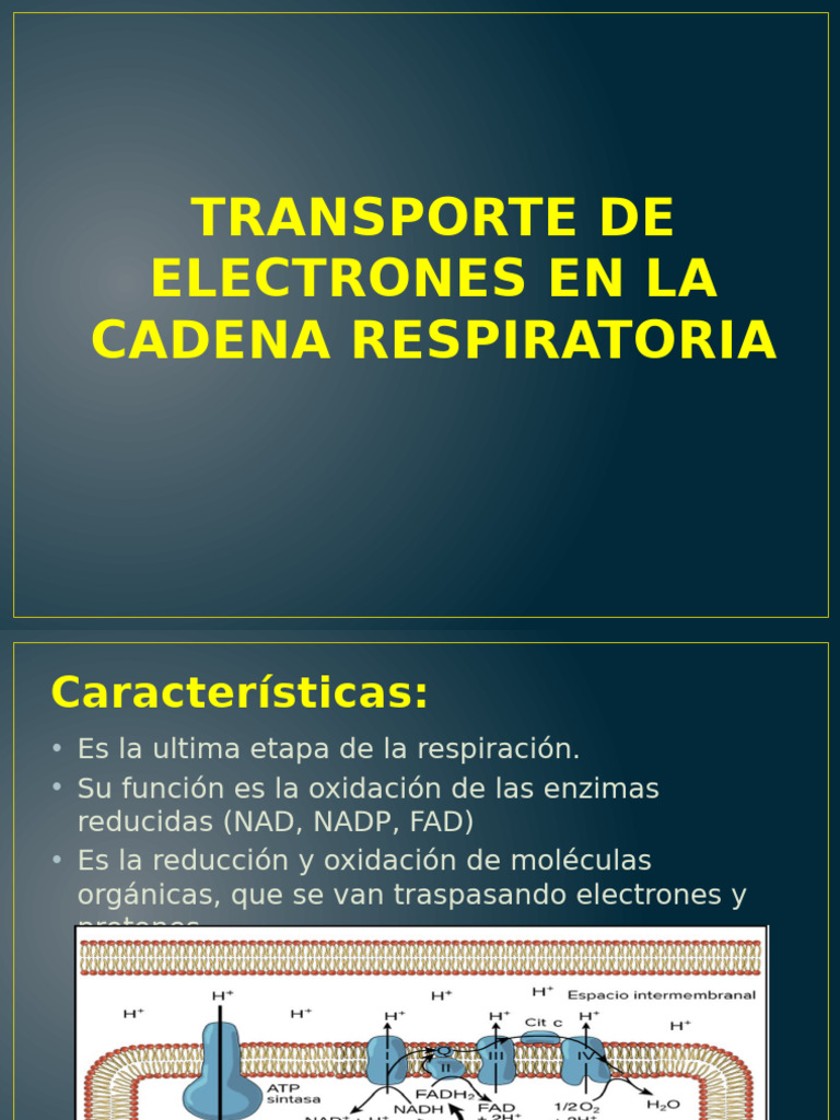 Transporte de Electrones en La Cadena Respiratoria | PDF