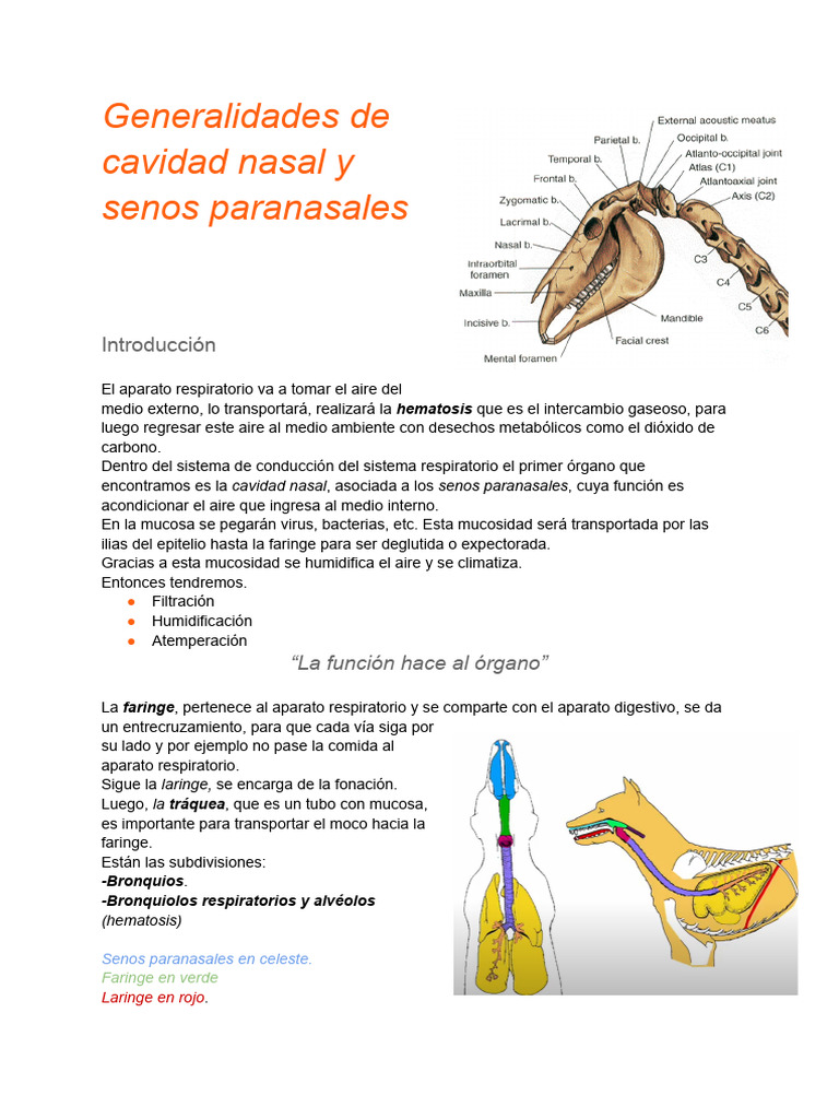 Generalidades de Cavidad Nasal y Senos Paranasales | PDF | Sistema respiratorio | Anatomía humana