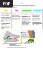 Anatomía del Istmo de las Fauces | PDF | Sistema musculoesquelético ...