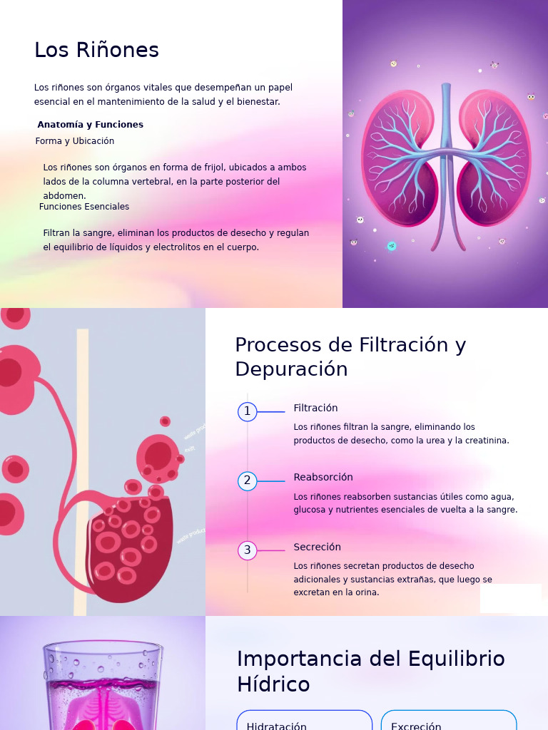 Riñones | PDF | Riñón | Sistema urinario