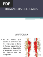 Fisiología de la Placa Motora | PDF | Unión neuromuscular | Sinapsis
