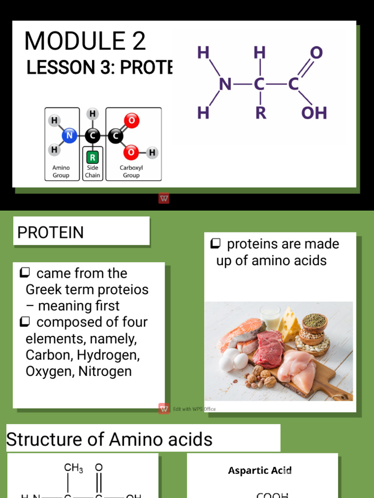Module 3 - Lesson 2 - Protein Studs | PDF | Amino Acid | Proteins