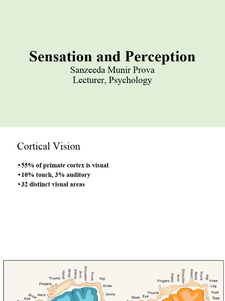 Sensation and Perception - Vision | PDF | Visual System | Perception