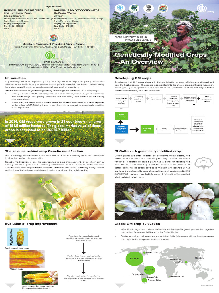 17 2-Genetically Modified Crops An Overview | PDF | Genetic Engineering | Genetically Modified Crops