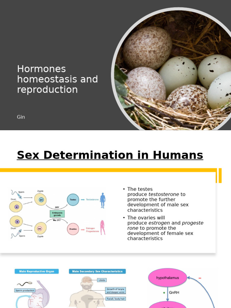 Hormones in Human Reproduction | PDF | Menstrual Cycle | Uterus