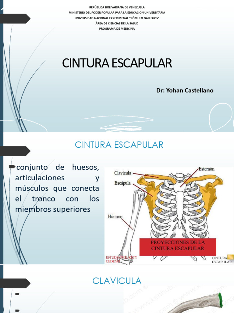 Anatomía de la Cintura Escapular | PDF | Sistema esquelético ...