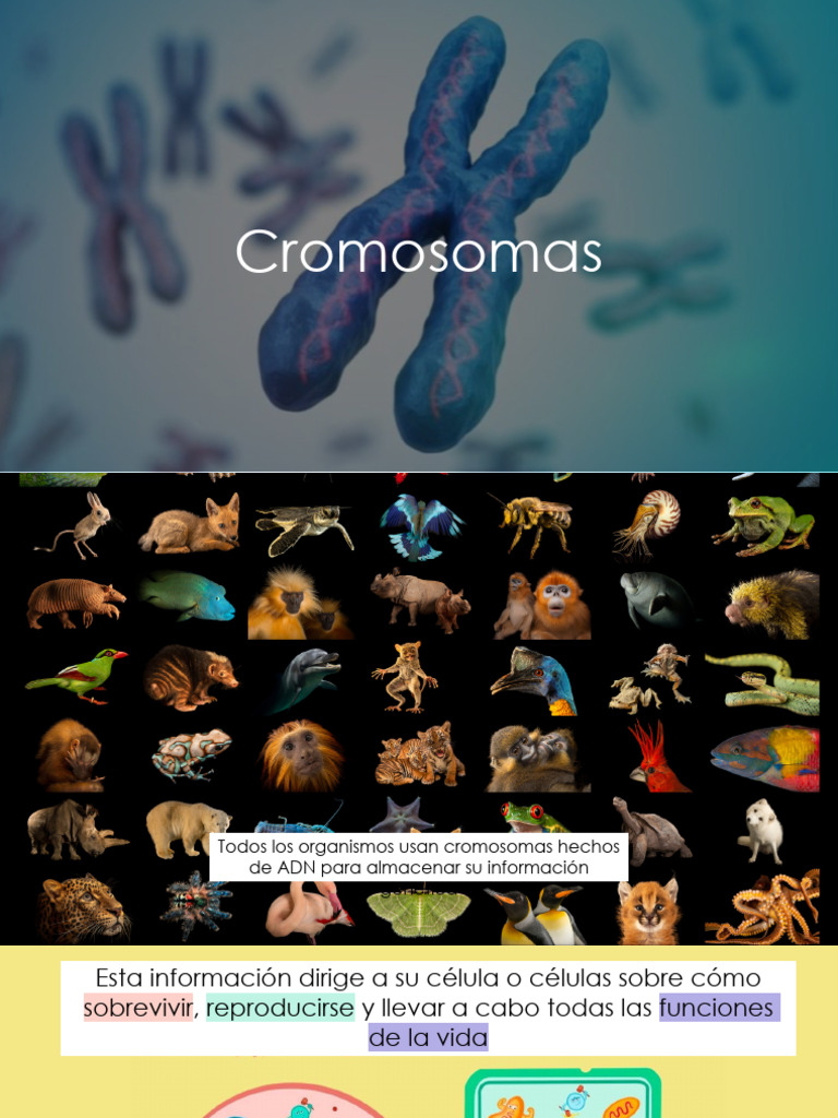 Cromosomas | PDF | Cromosoma | Genoma