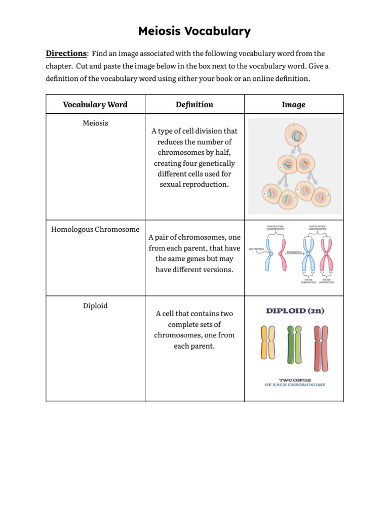 Ryleigh Cunha - Meiosis Vocabulary | PDF | Chromosome | Meiosis