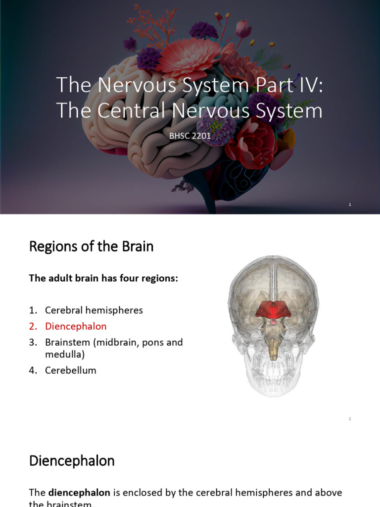 BHSC2201-Nervous System IV | PDF | Brainstem | Brain